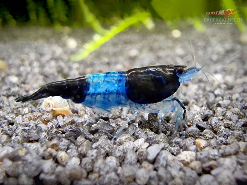 Blue Black Rili Garnele – PaderGarnelen