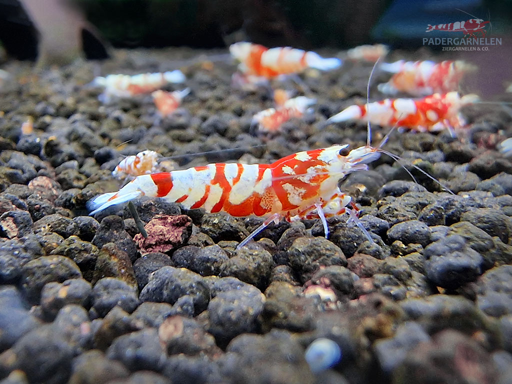 Red Fancy Tiger Garnele – mid grade – PaderGarnelen