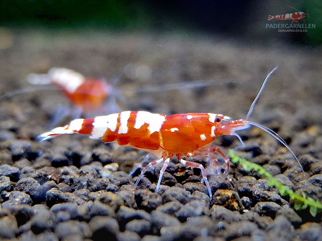 Red Pinto Garnele – PaderGarnelen